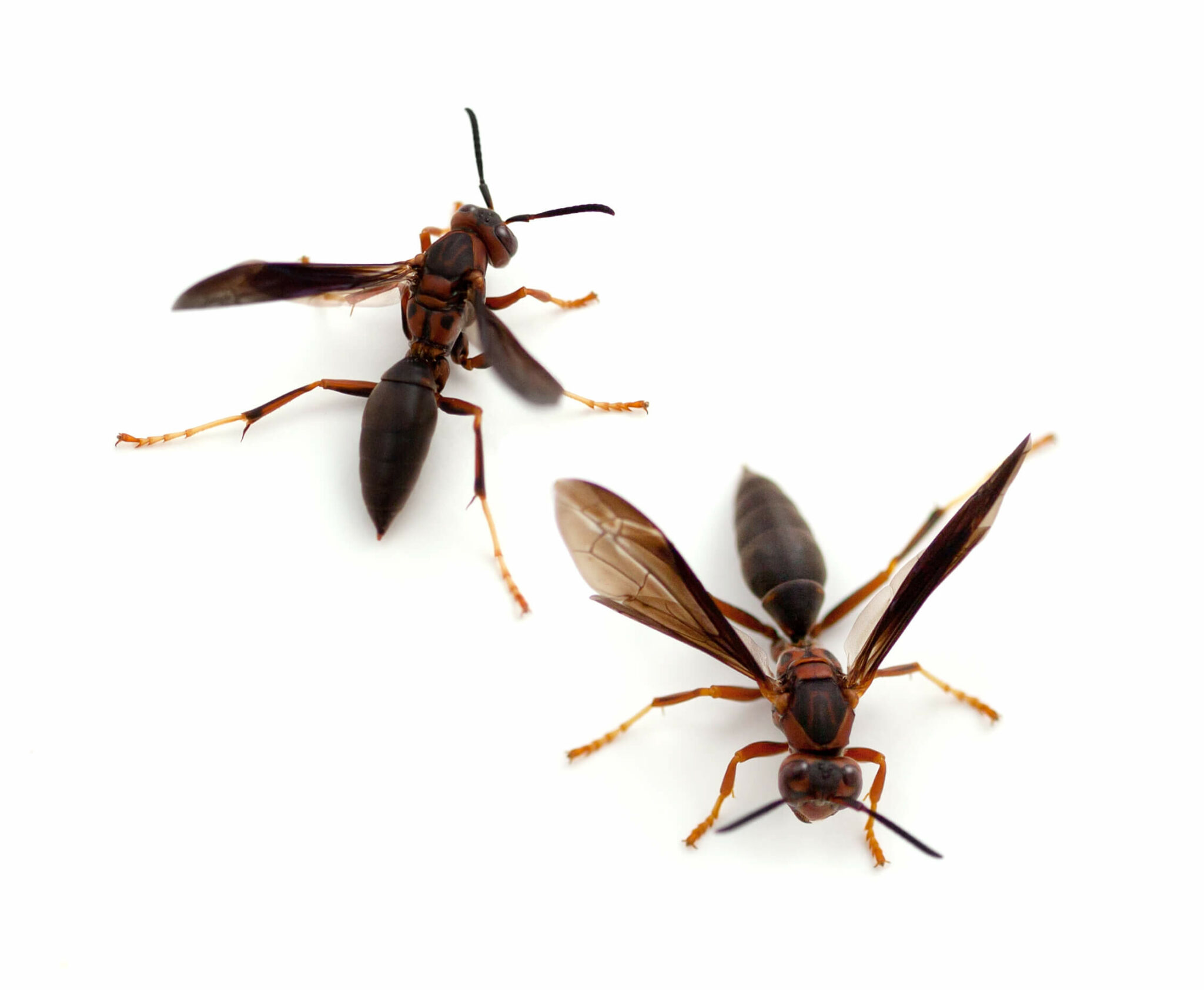 Common Stinging Insects in New Jersey and New York - Horizon Pest Control