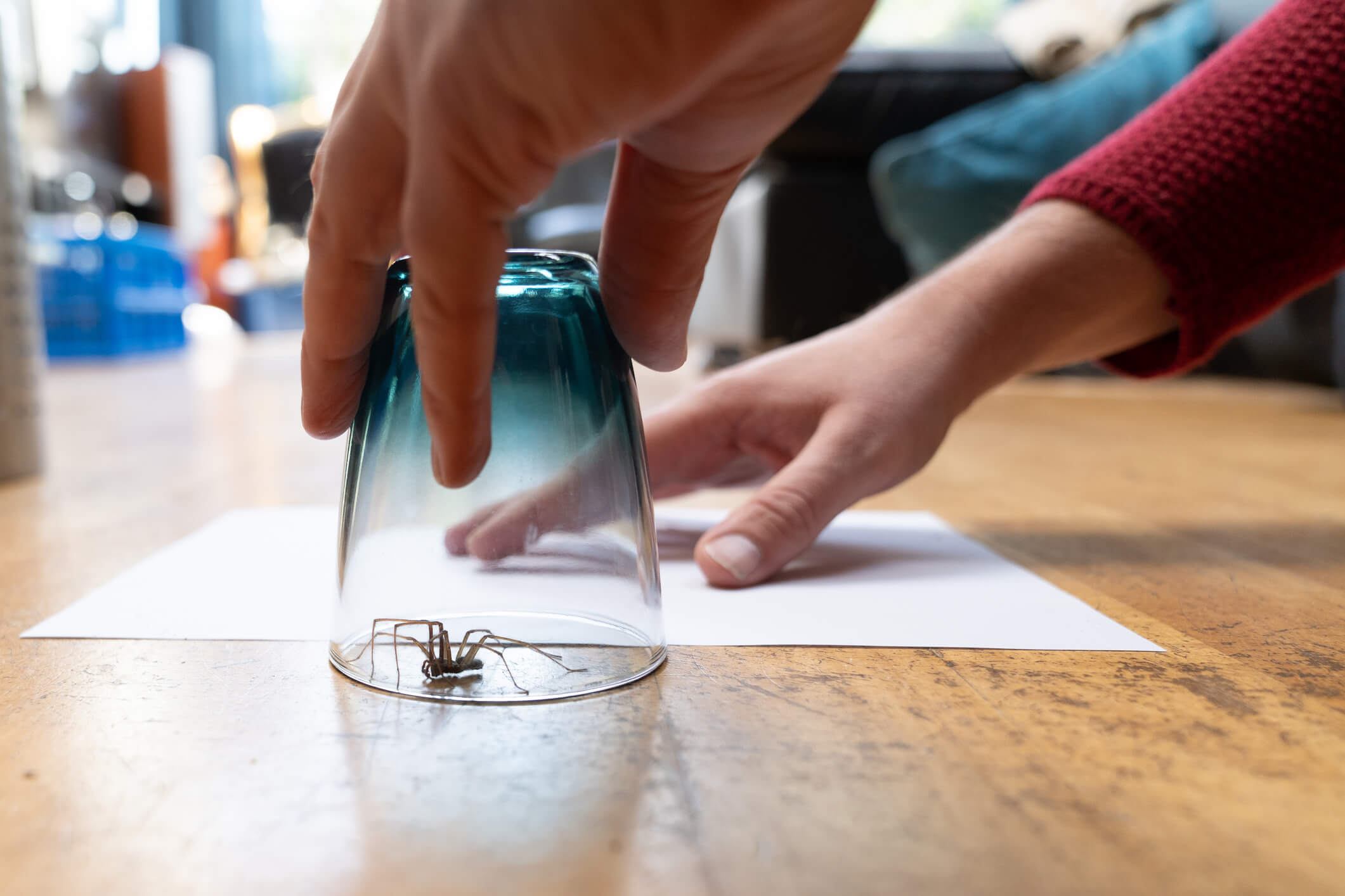 How to Trap and Release a Spider Without Killing It - Horizon Pest Control