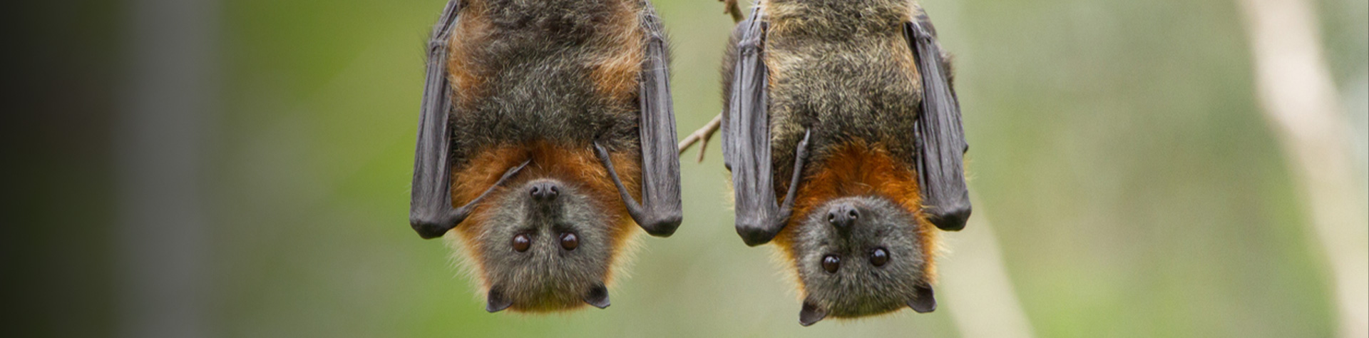 Can Bats See Objects With Their Eyes After All? - Horizon Pest Control