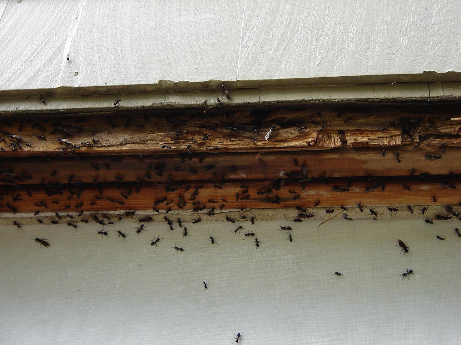 Finding Where the Carpenter Ants Live - Horizon Pest Control