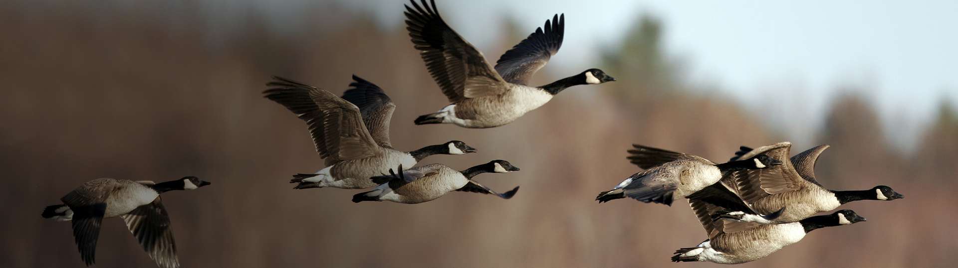 Geese Removal Newark NJ, Geese Control Service New York & New Jersey