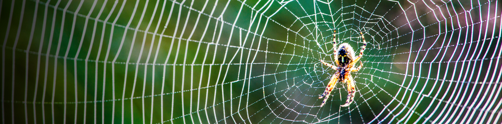 How Salt Benefits Some Spiders - Horizon Pest Control