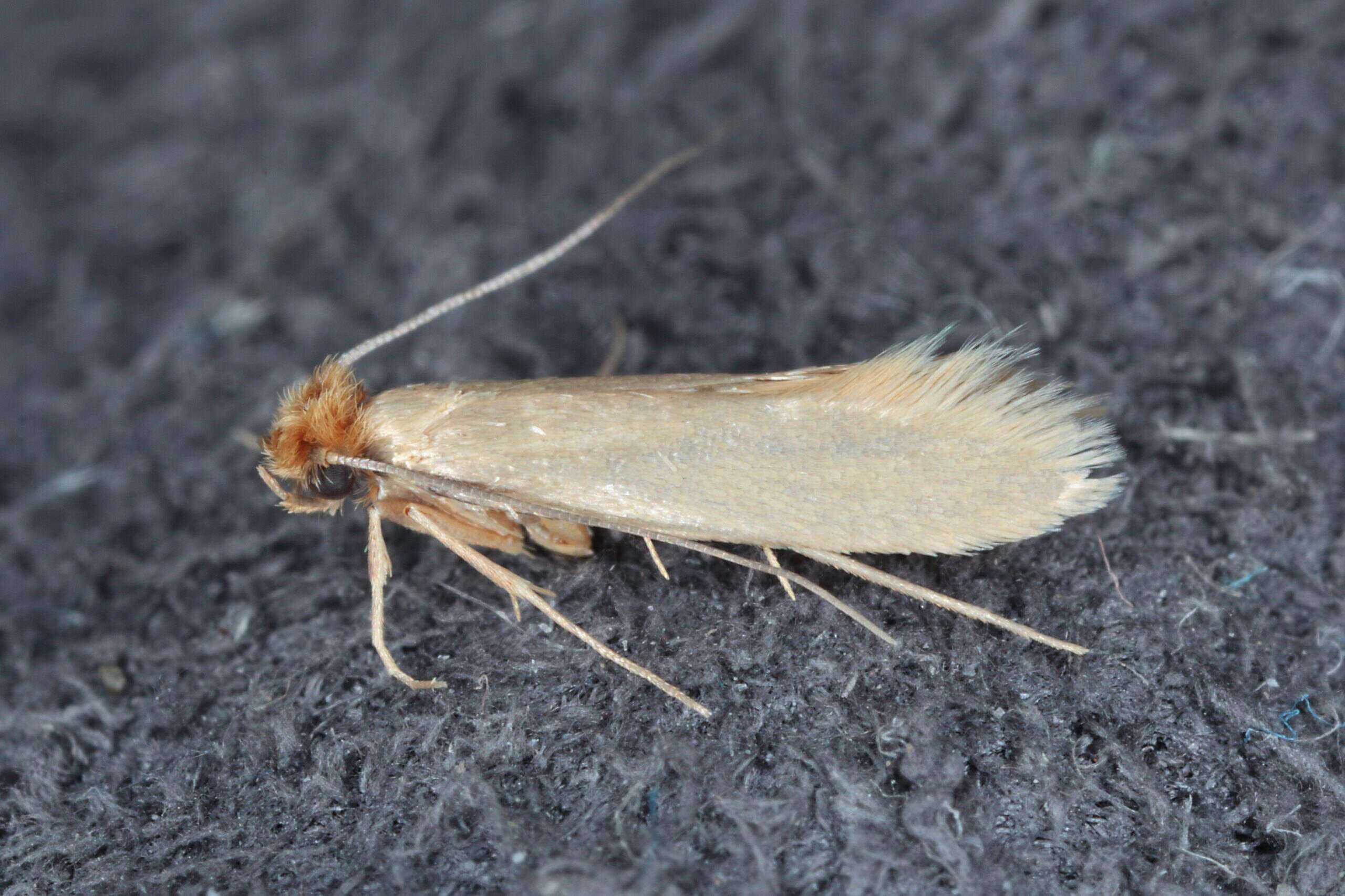 The Moth Cocoons That Are Used as Purses - Horizon Pest Control