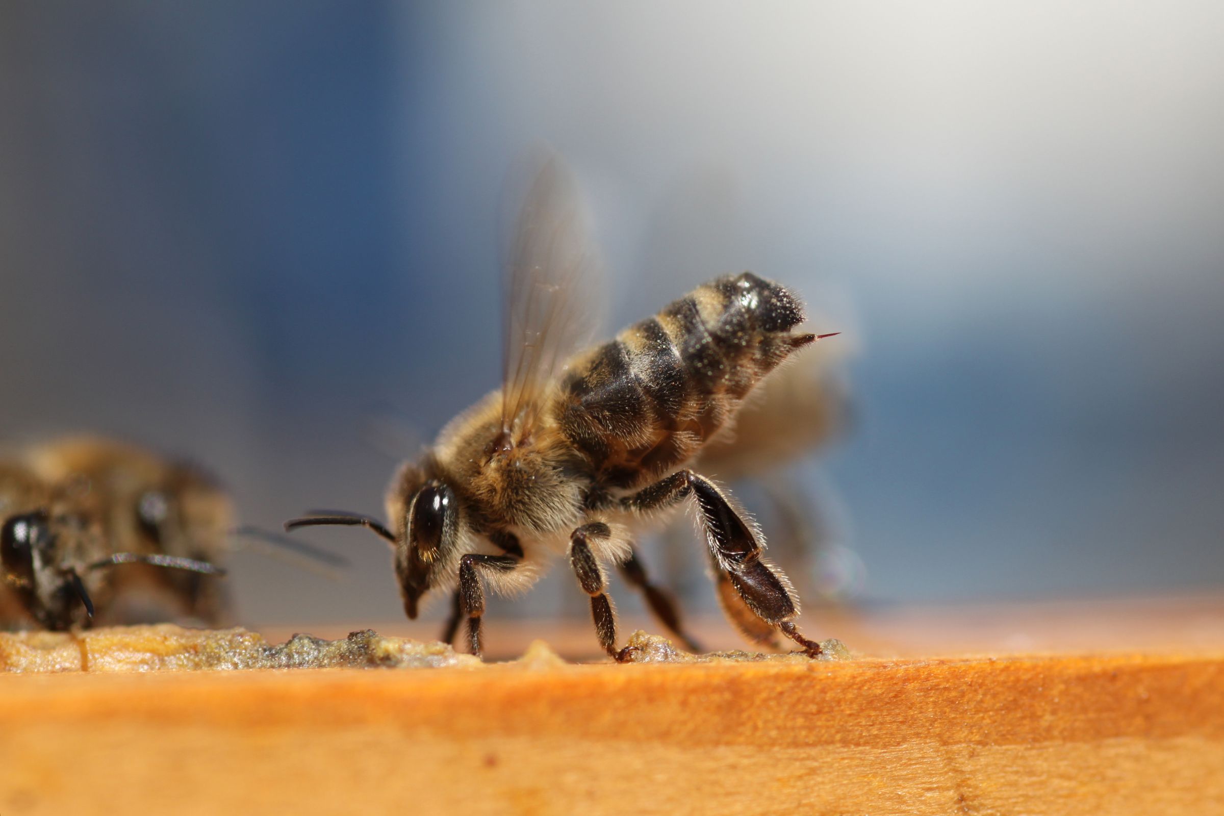 Can Carpenter Bees Pose a Threat? Frequently Asked Questions and ...