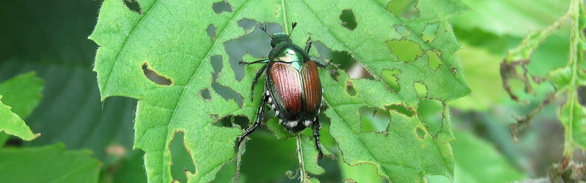 Beetle Pest Control Newark NJ, Carpet Beetle Treatment New Jersey & New ...