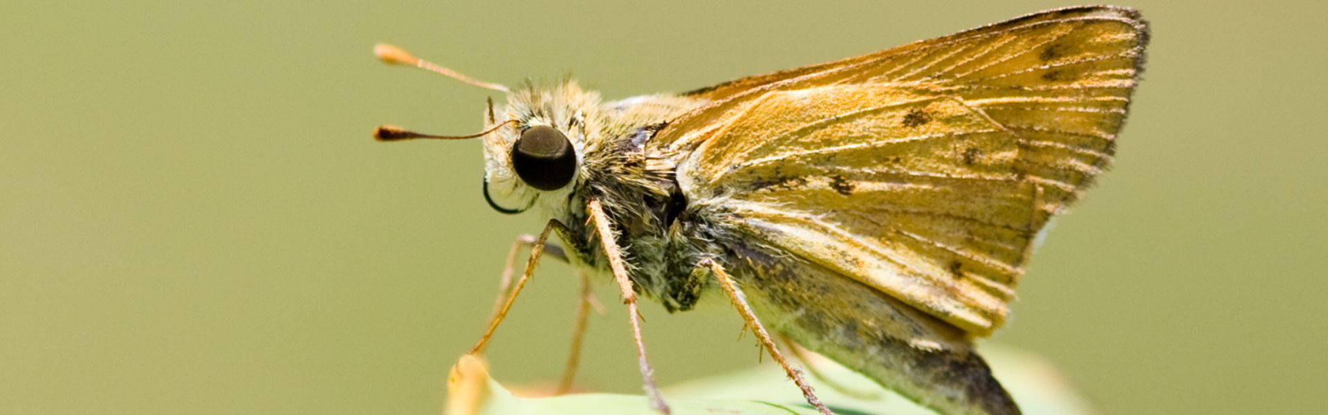 Moth Pest Control Newark NJ, Moth Exterminator New Jersey & New York