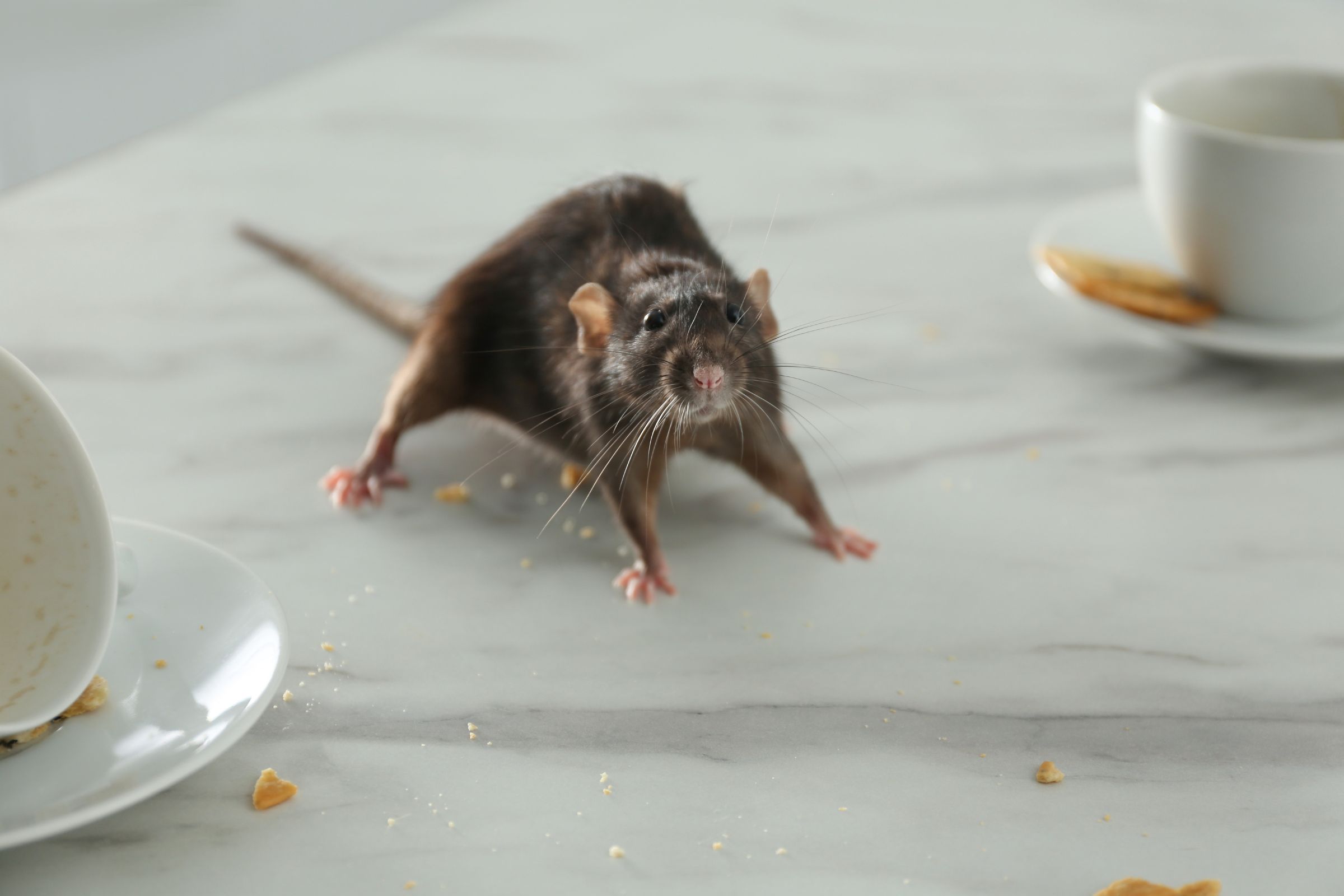 The Most Common Winter Pests and How to Keep Them Out of Your Home ...