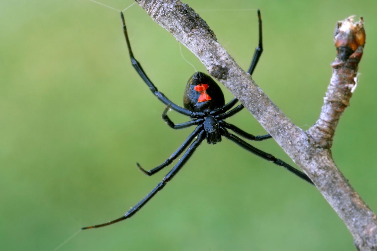 Common Spiders in New Jersey and Which Ones Are Dangerous - Horizon ...