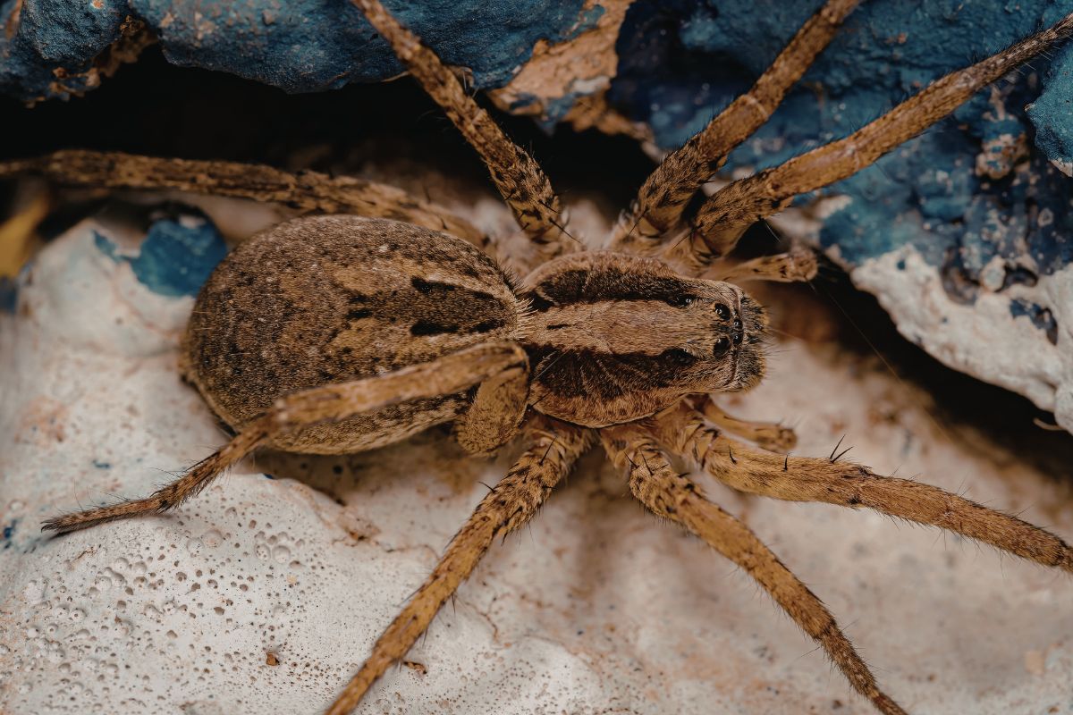 Common Spiders in New Jersey and Which Ones Are Dangerous - Horizon ...